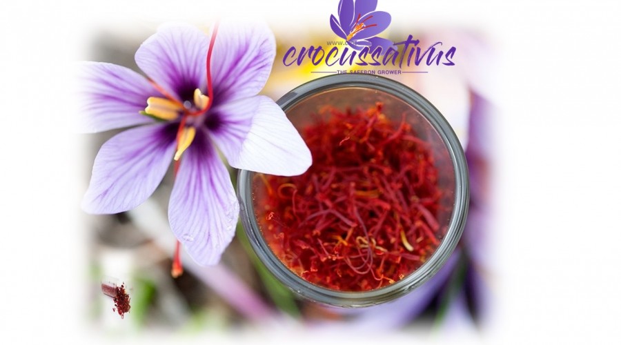 Contact - Crocussativus