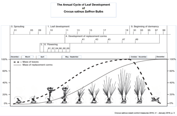 Saffron southern hemisphere - Crocussativus
