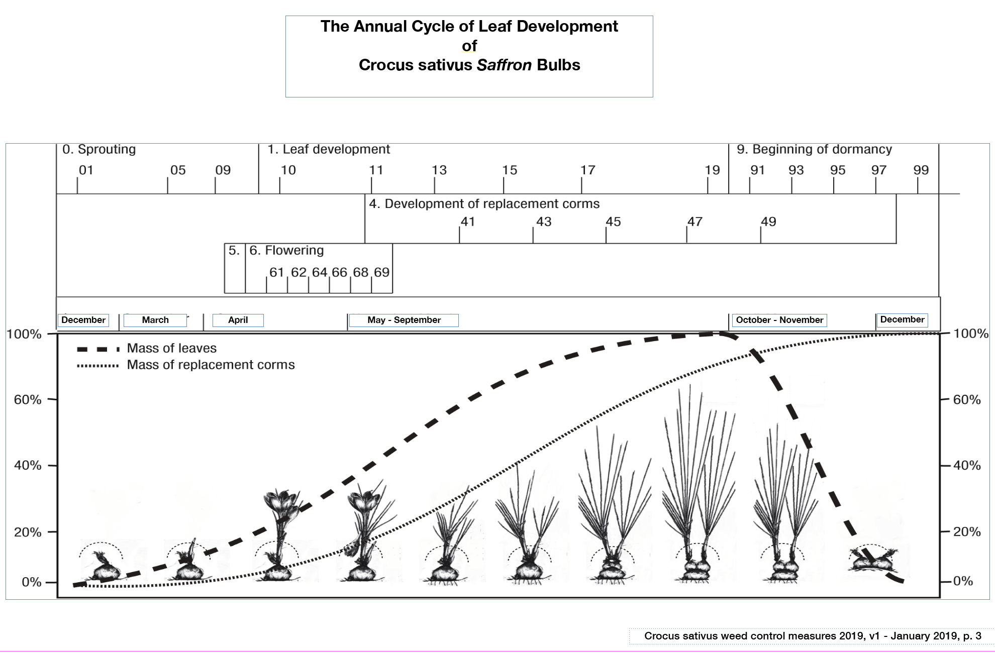 Saffron southern hemisphere - Crocussativus