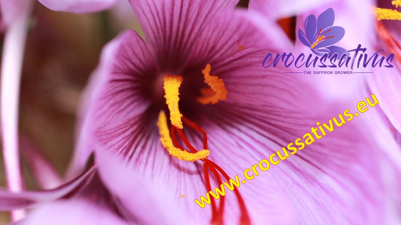 Gebruik Saffraan - Crocussativus